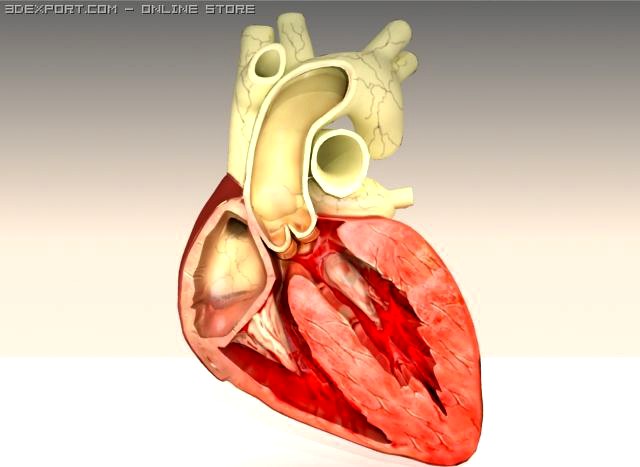 Heart cross section 3D Model