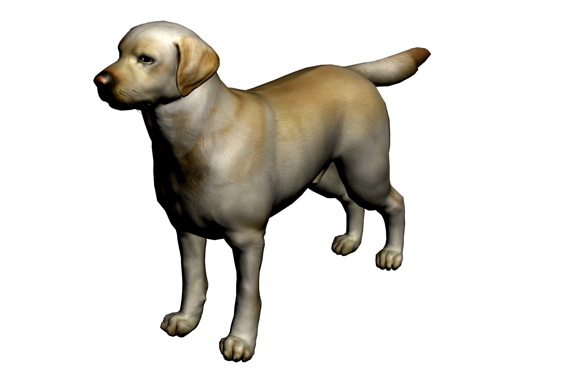 Labrador with animations 3d model
