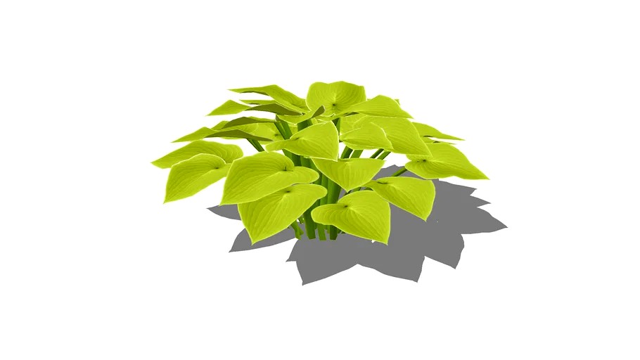 hosta sun power 3d model