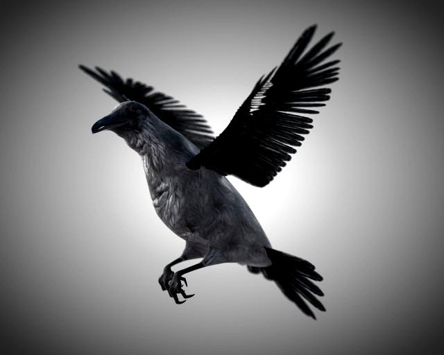 raven crow bird pbr rigged low poly 3d model