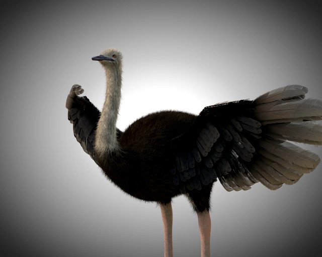 ostrich bird pbr rigged low poly 3d model