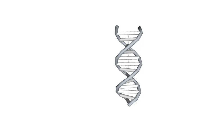 DNA structure 3d model
