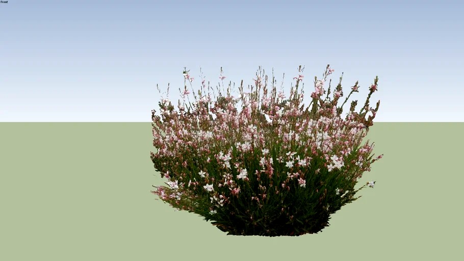 Gaura sp. 3d model