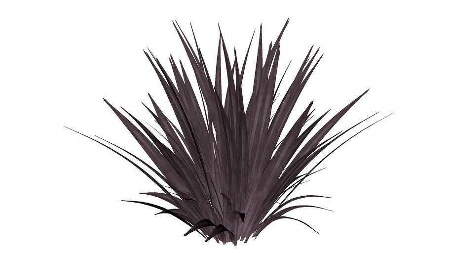 Phormium Tenax Rubro Fórmio 3d model