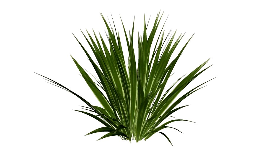 Phormium Tenax Variegatum Fórmio Variegata 3d model