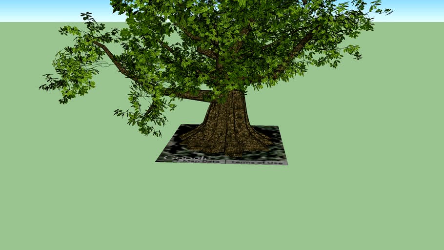 pokok tua 3d model