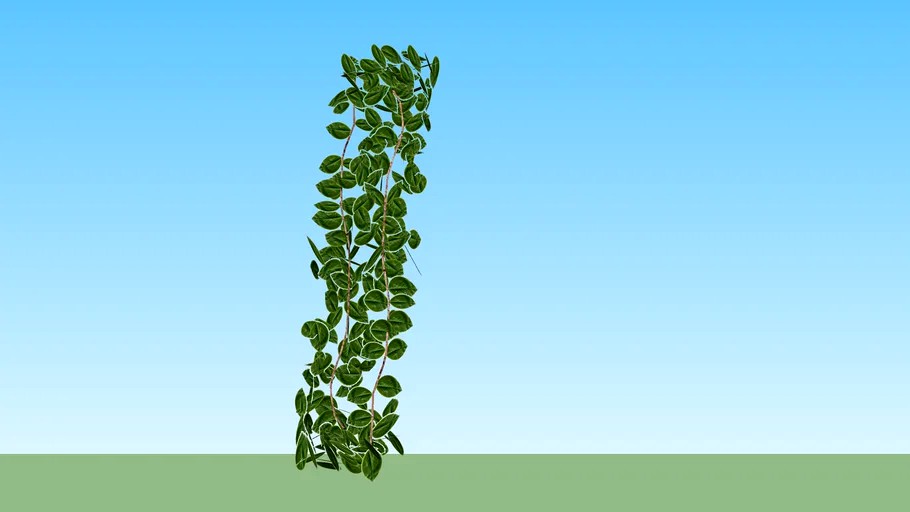 tanaman rambat 3d model