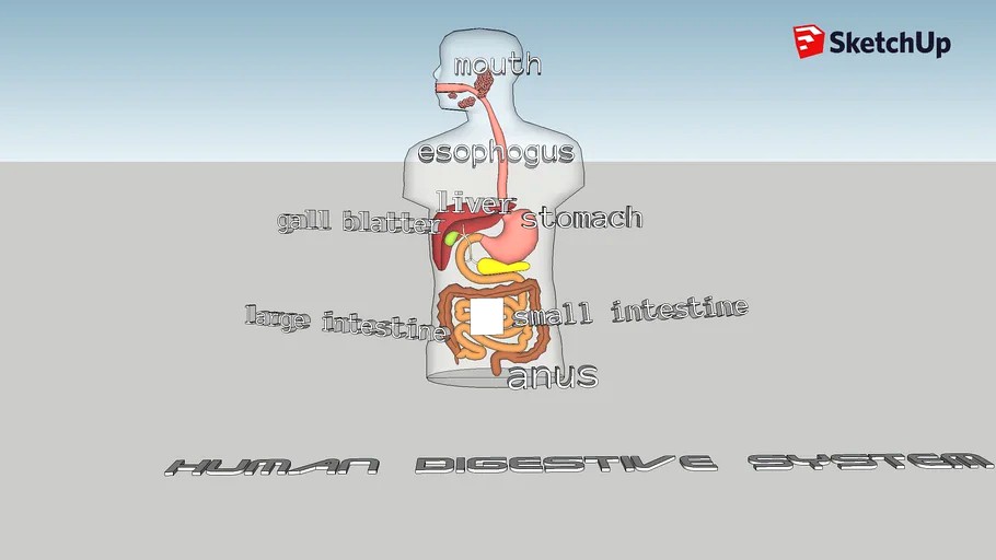 human digestive system labled 3d model