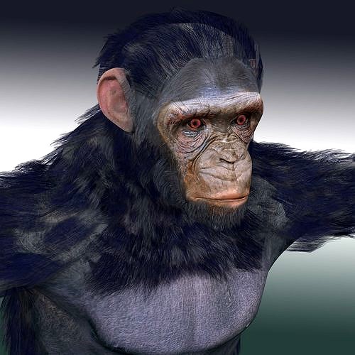 Chimpanzee Ape Rigged 3d model