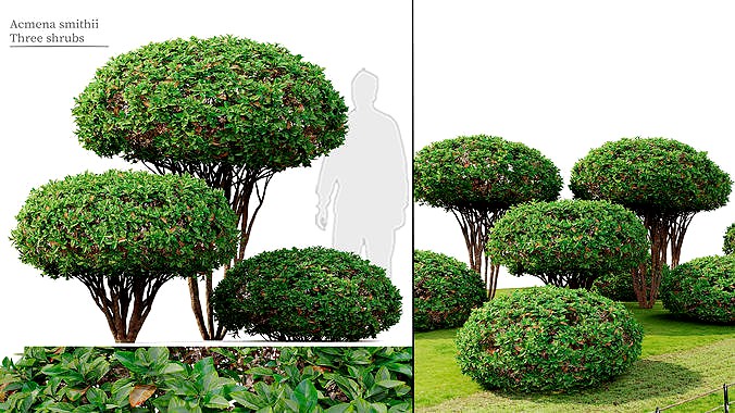 Acmena smithii 3d model