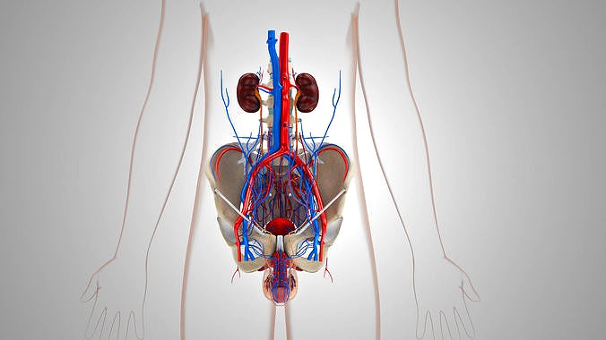 Male reproductive and urinary system 3d model