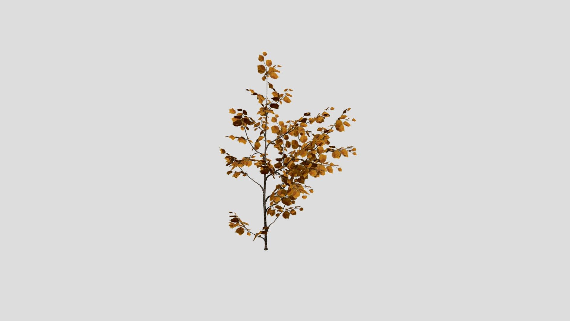Pocket Handkerchief Tree - Fall - 5 years old 3d model