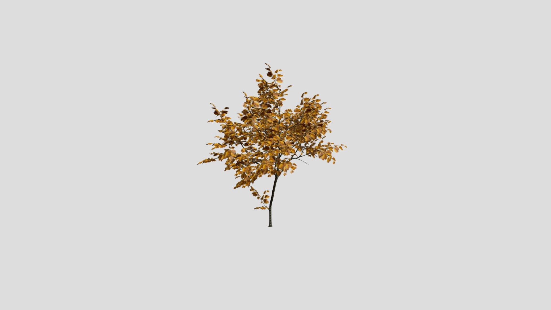 Witch Hazel - Fall - 10 years old 3d model