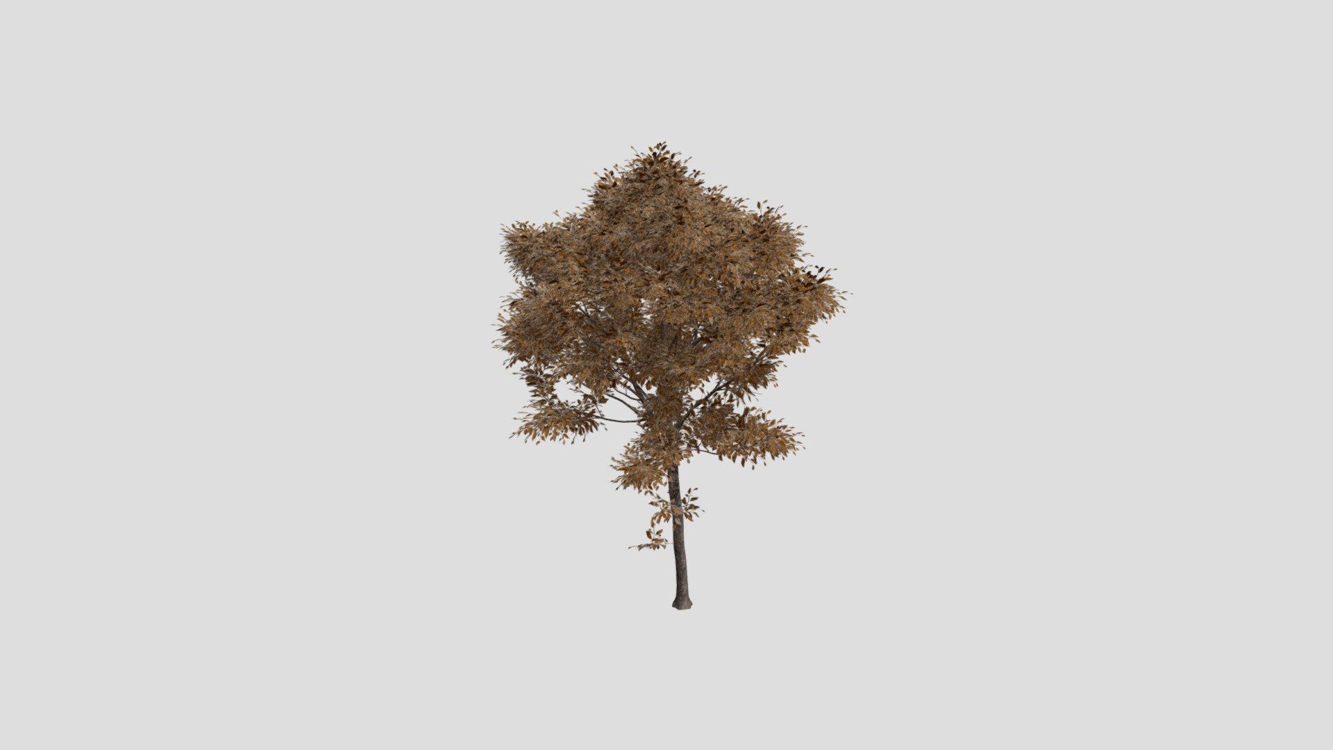 Chinese Ash Tree - Fall - 20 years old 3d model