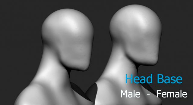 Male Female Head Base 3d model