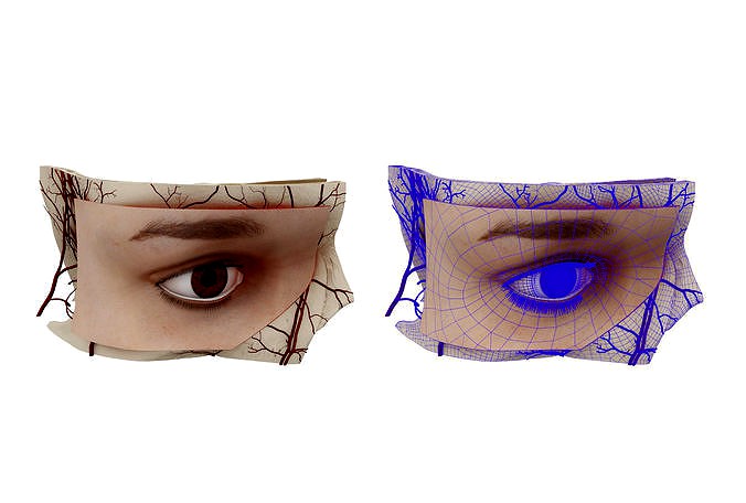 Eye Anatomy 3d Model
