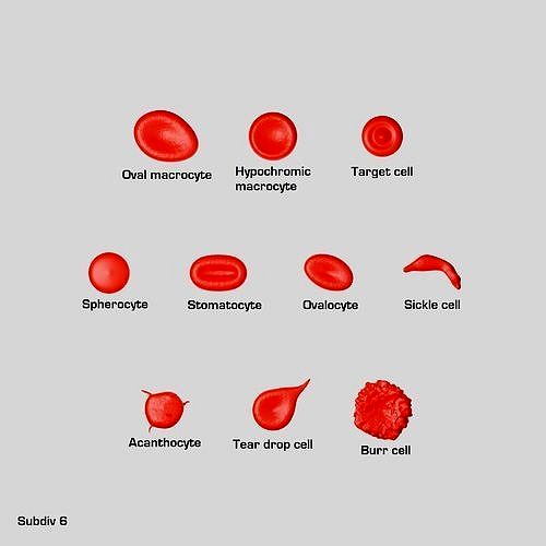 Red blood cell Low-poly pathological variations 3D model