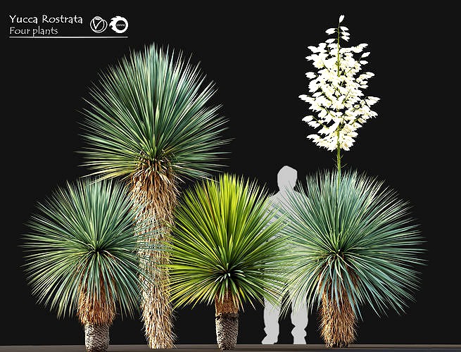 Yucca rostrata 3d model