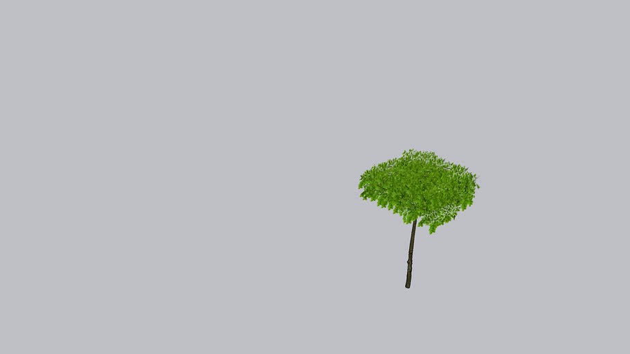 arbre parasol 3d model