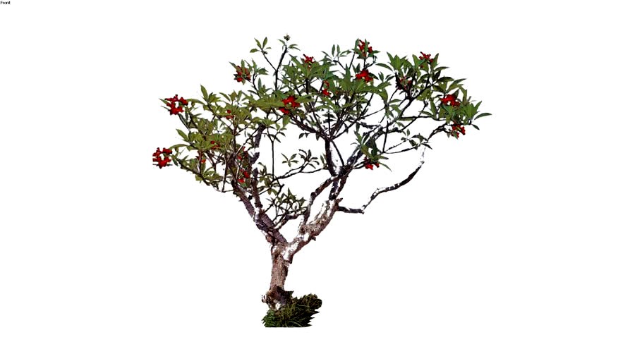 adenium kamboja merah 3d model