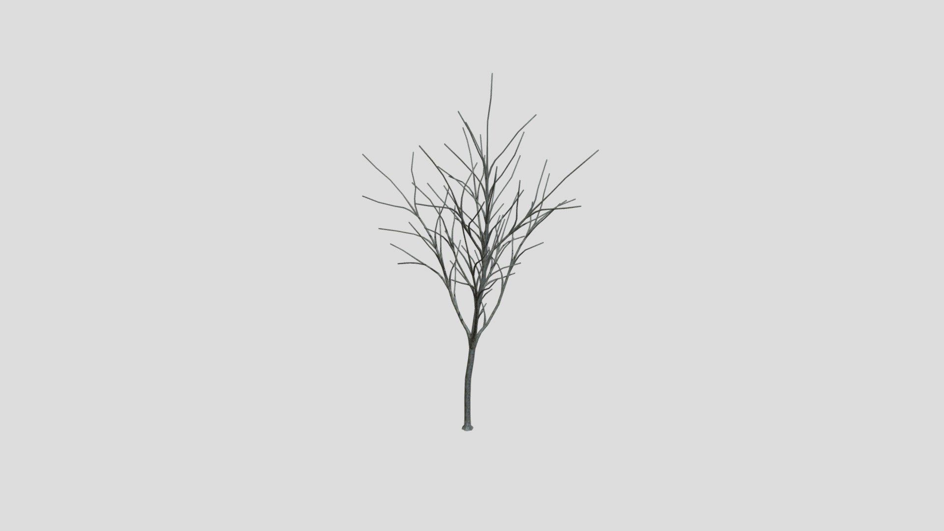 Arizona Ash - Winter - 5 years old 3d model