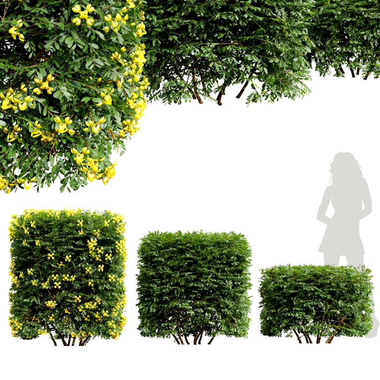 Coronilla Valentina Glauca Box Bush (334042) 3d model