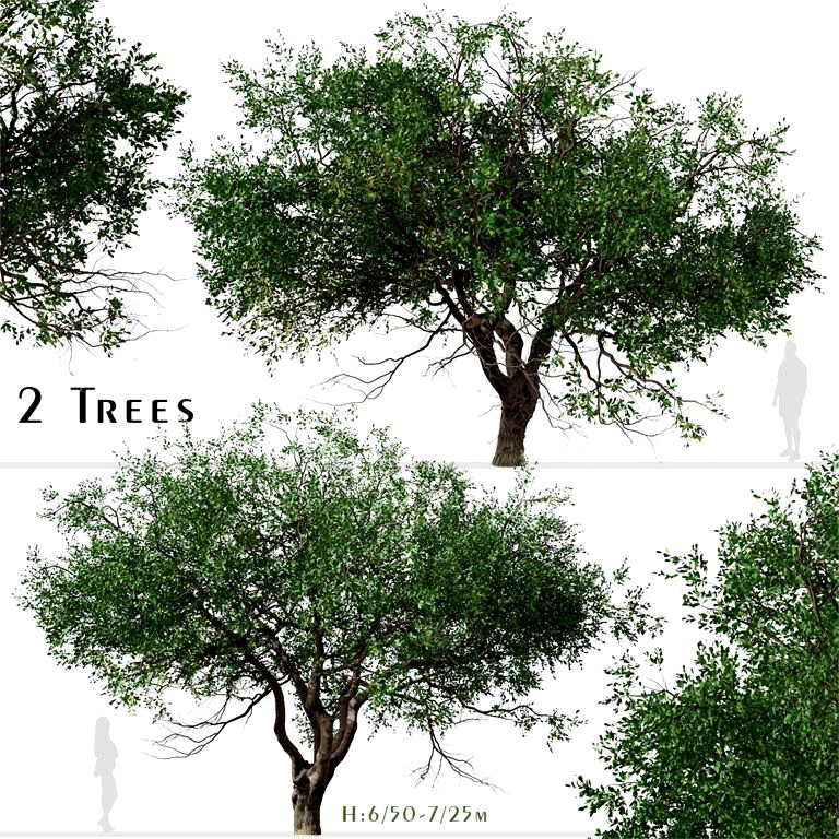 Set of Black Olive Tree ( Bucida buceras ) (2 Trees) (317675) 3d model