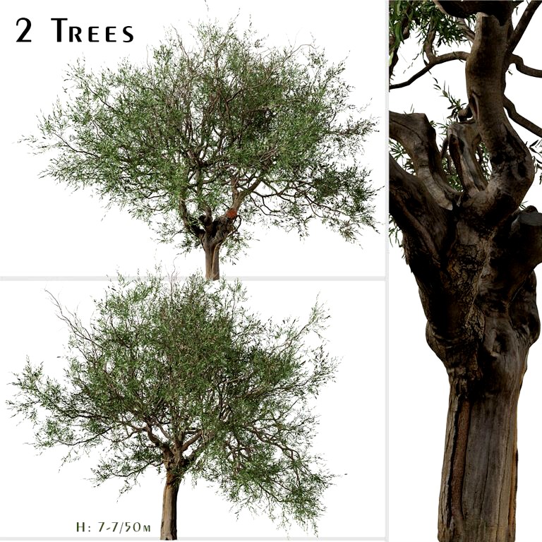 Set of Olive Tree ( Olea europaea ) ( 2 Trees ) (220210) 3d model