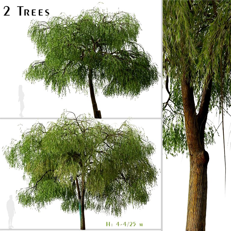 Set of Australian Willow Tree ( Geijera parviflora ) (2 Trees) (181640 ...