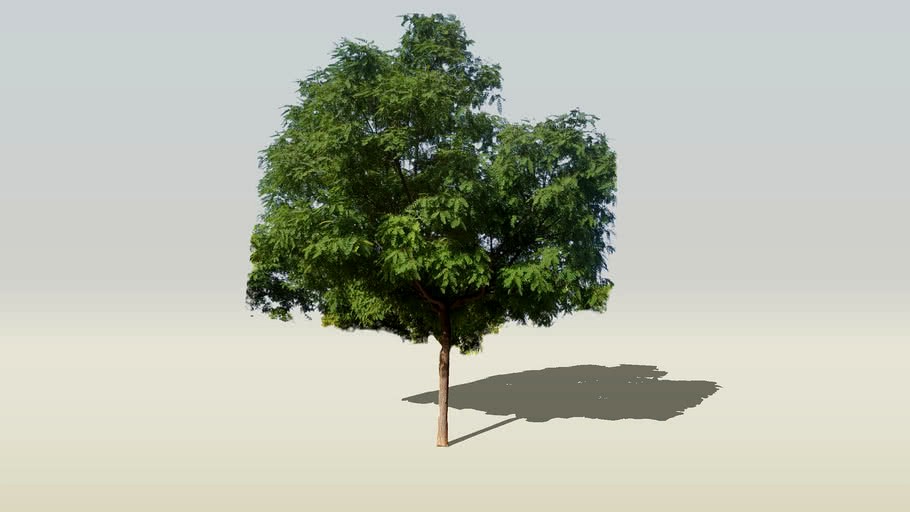 Garden Acacia tree 3d model