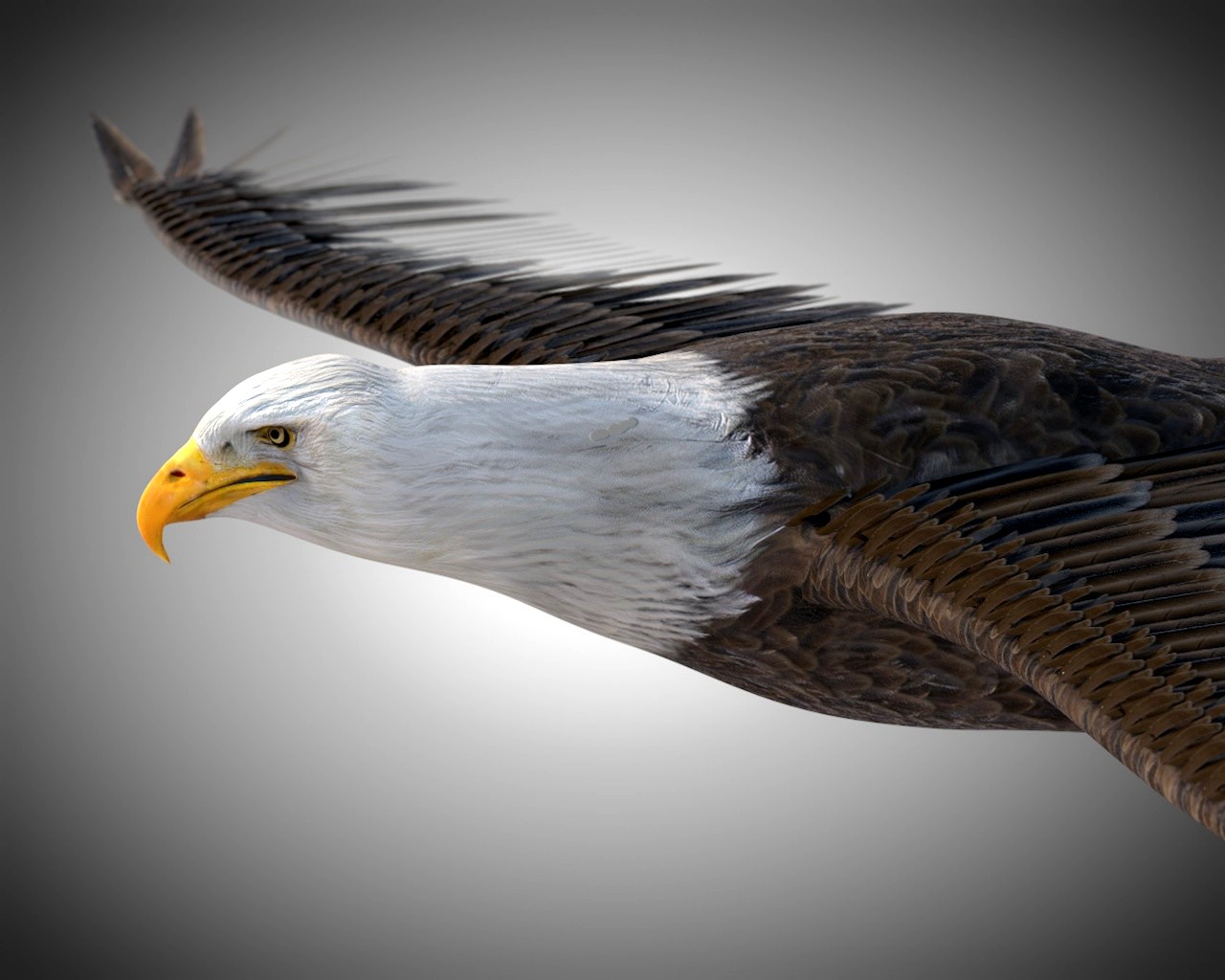 Bald Eagle Bird Rigged Low Poly PBR textures 3d model