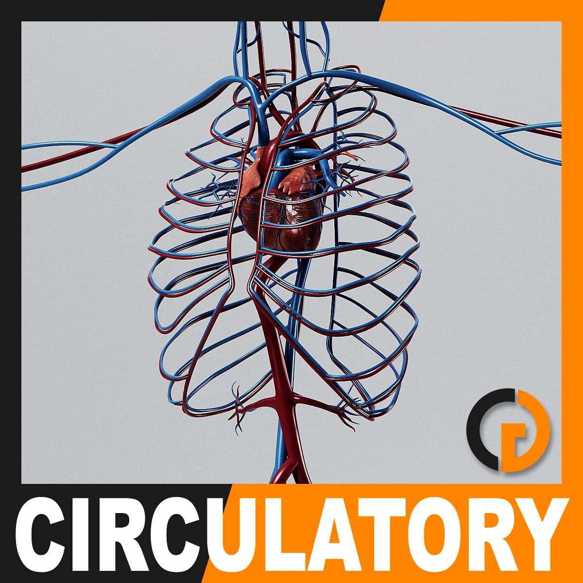 Human Circulatory System - Anatomy 3d model