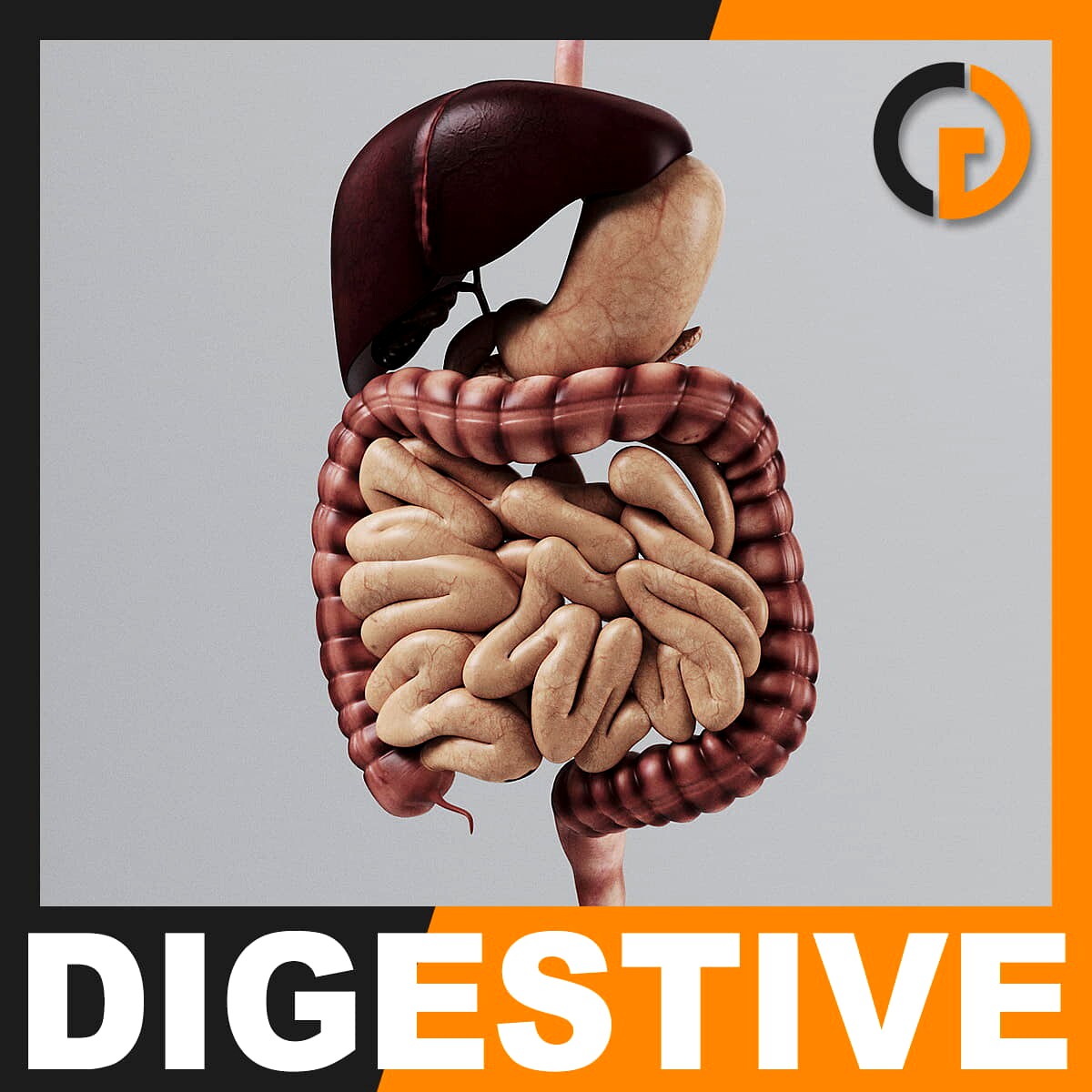 Human Digestive System - Anatomy 3d model