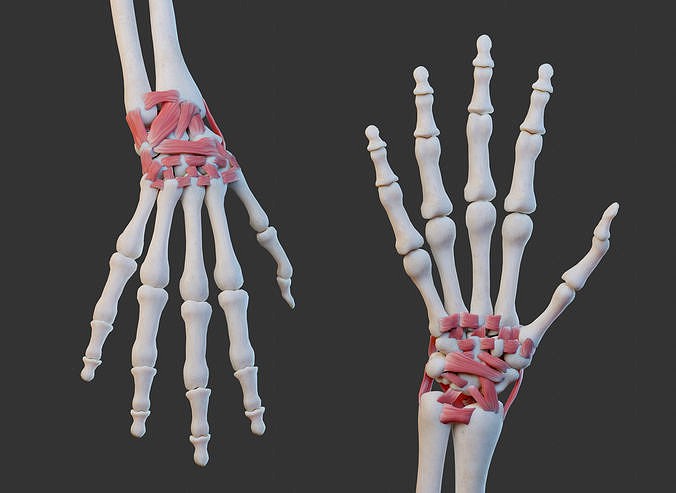 Wrist Joint Ligaments 3d model