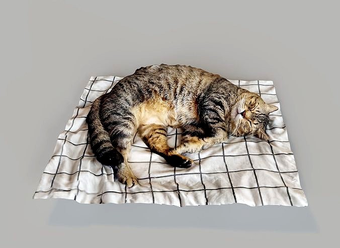 Sleeping Cat 3D Scan model