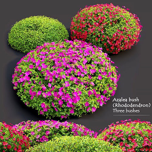 Azalea Rhododendron 3d model