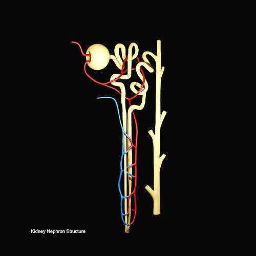 Kidney Nephron Structure Anatomy 3d model