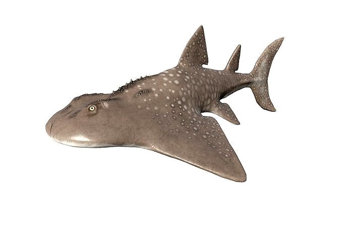 Shark Ray 3d model