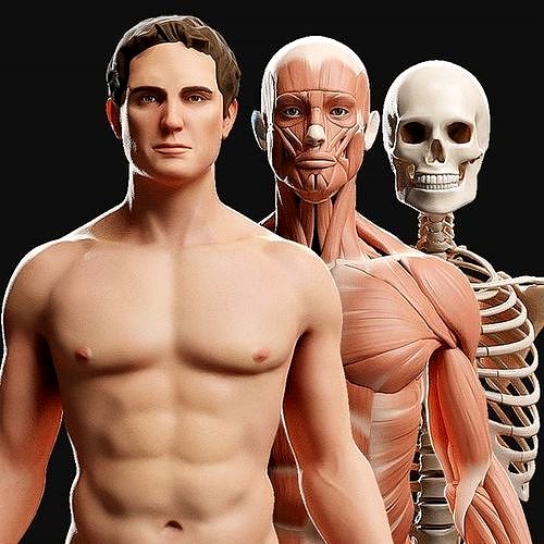 Male Ecorche 3d model