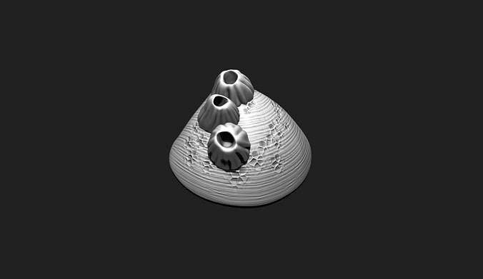 Shell with Barnacles - 3D Print - Aquarium | 3D model