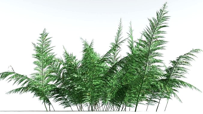 EVERYPlant Bracken 2 --15 Models-- 3d
