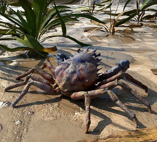Spider Crab 3d model