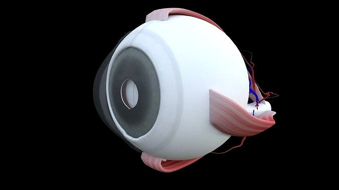 Eye Anatomy 3d model