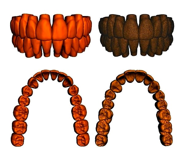 Anatomic Teeth Upper Lower Arch 3D Model
