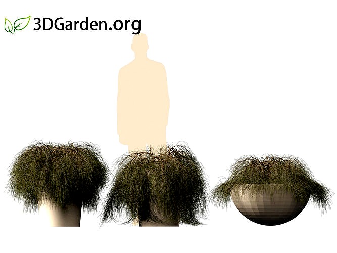 Casuarina glauca - the swamp she-oak 02 3d model