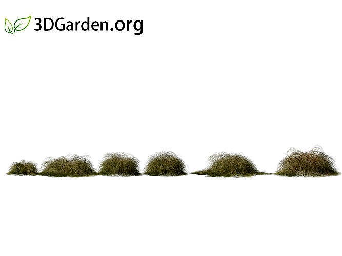 Casuarina glauca - the swamp she-oak 01 3d model