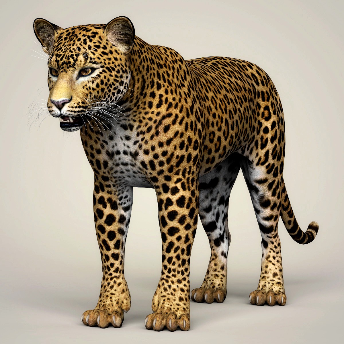 Photorealistic Wild Leopard 3D Model
