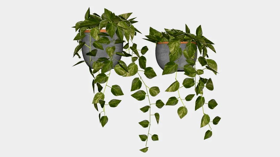 Vasos com jiboia 3d model