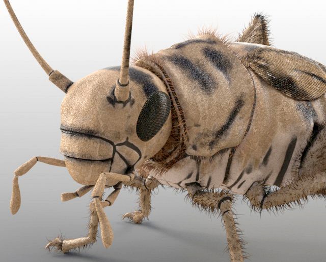 cricket rigged hairs pbr low poly insect 3d model