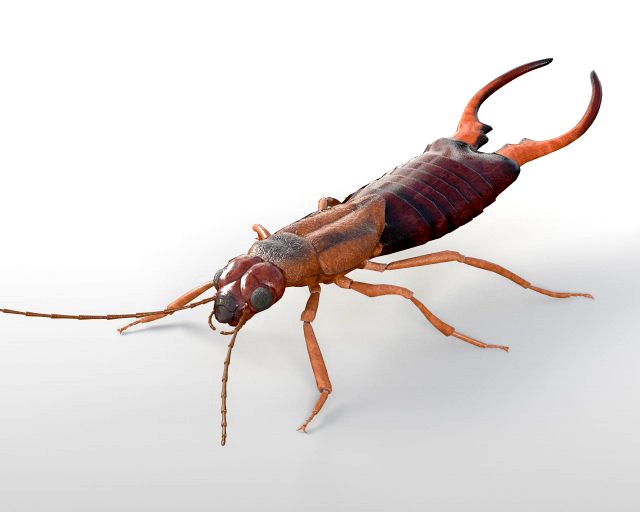 earwig rigged pbr low poly insect 3d model